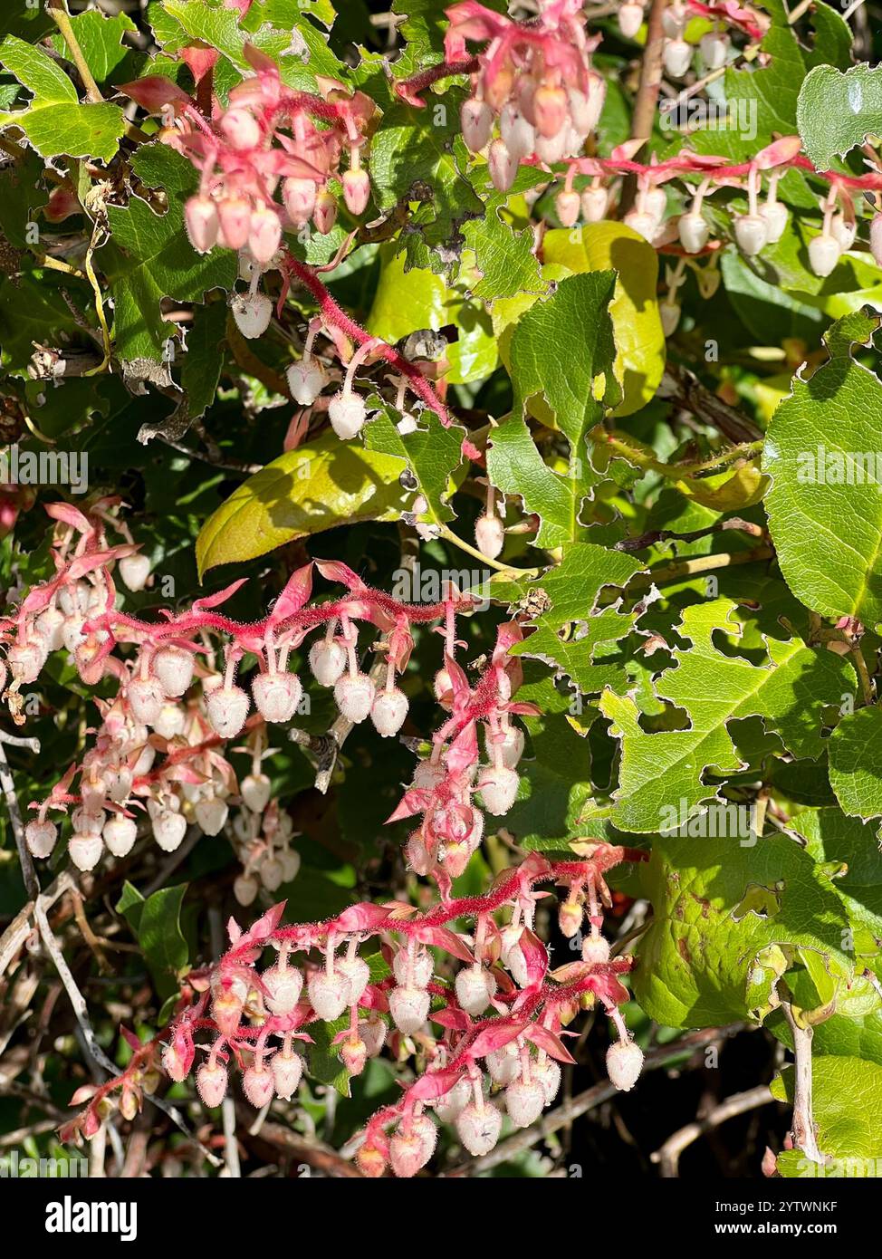 salal (Gaultheria shallon Stock Photo - Alamy
