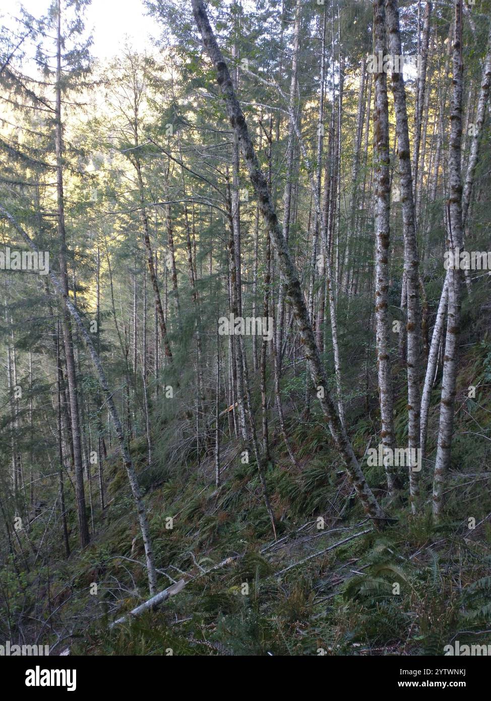 western sword fern (Polystichum munitum Stock Photo - Alamy