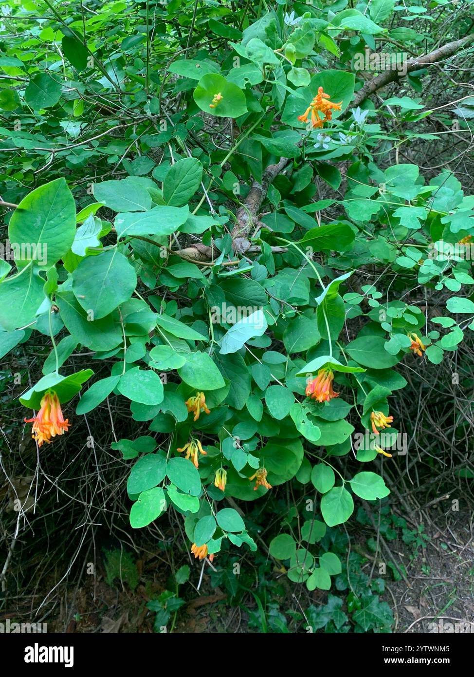 orange honeysuckle (Lonicera ciliosa Stock Photo - Alamy