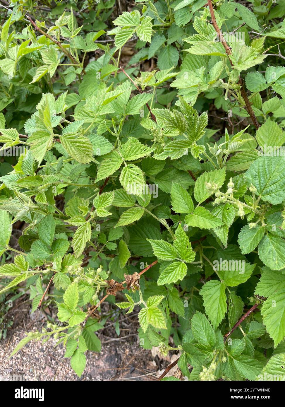 red raspberry (Rubus idaeus Stock Photo - Alamy