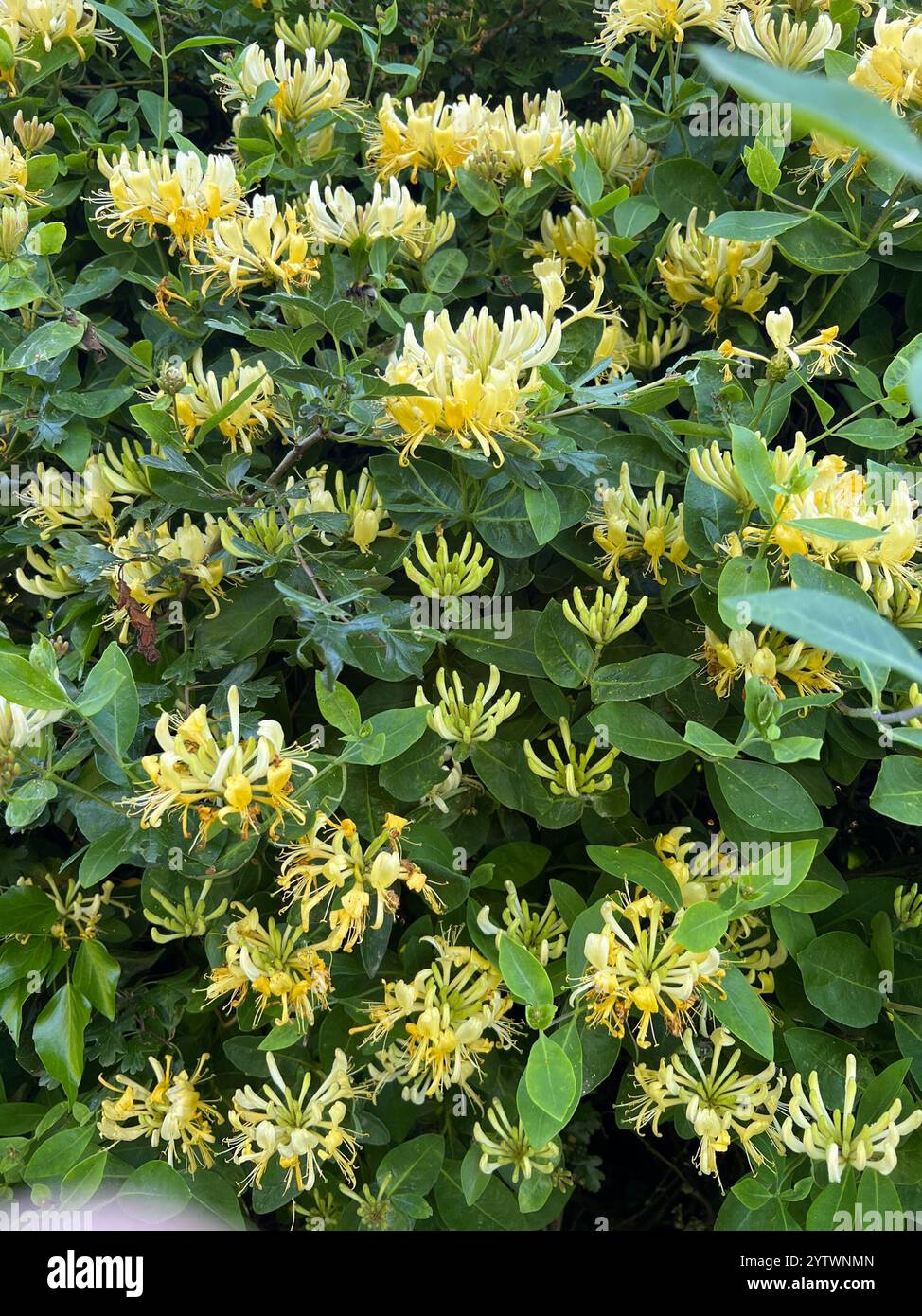 Common Honeysuckle (Lonicera periclymenum Stock Photo - Alamy