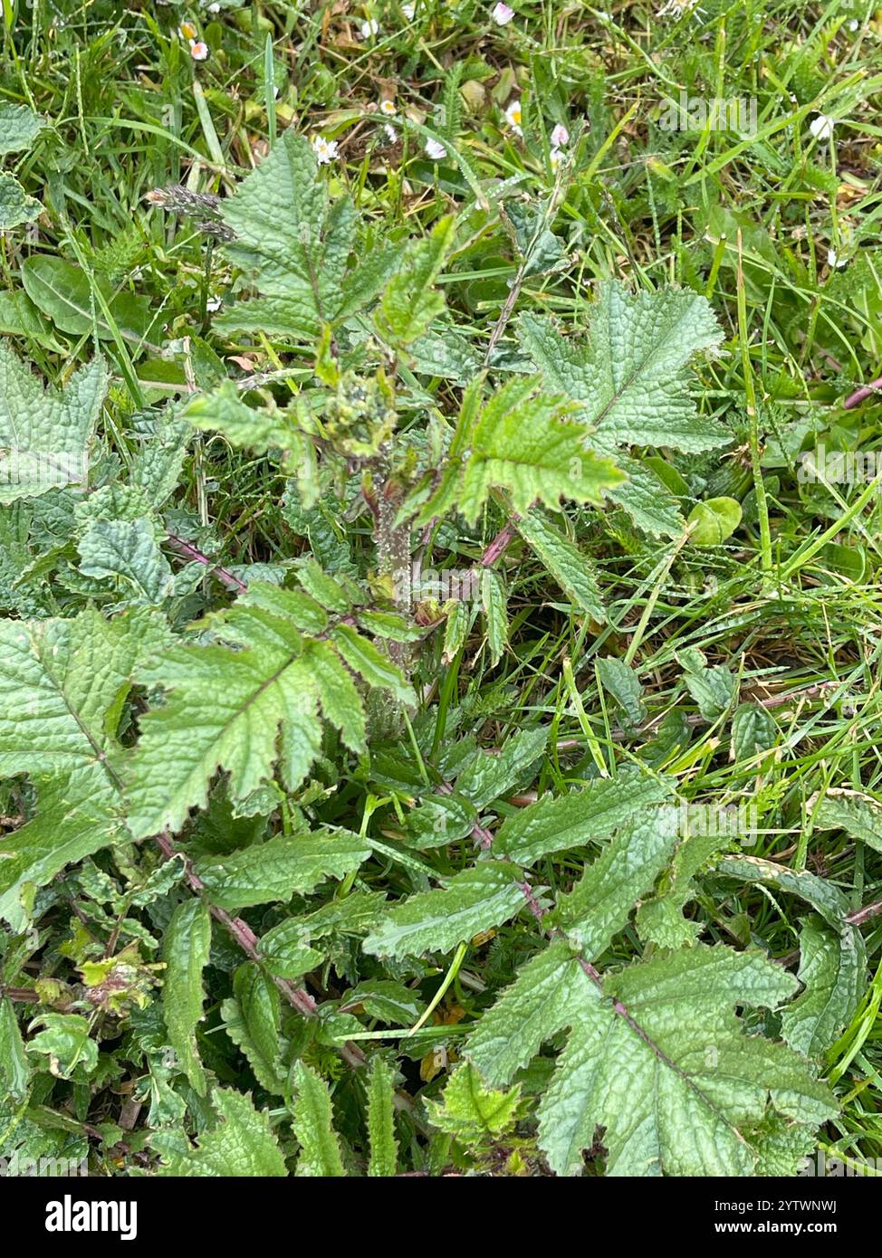 Mediterranean Radish (Raphanus raphanistrum landra Stock Photo - Alamy