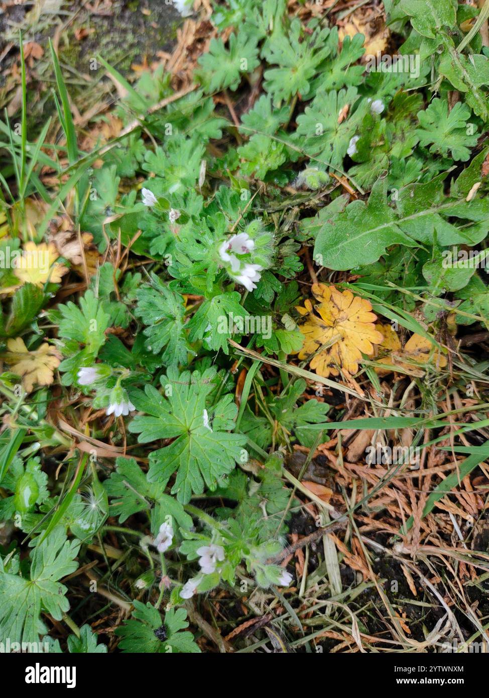 Dove's-foot crane's-bill (Geranium molle Stock Photo - Alamy