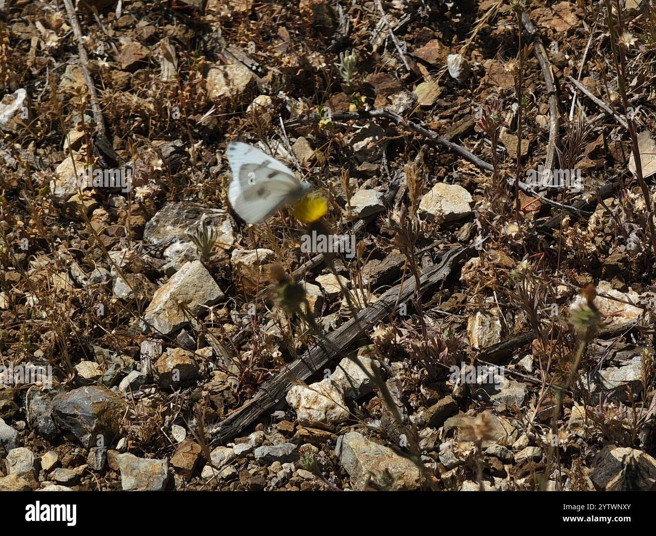 Checkered White (Pontia protodice Stock Photo - Alamy
