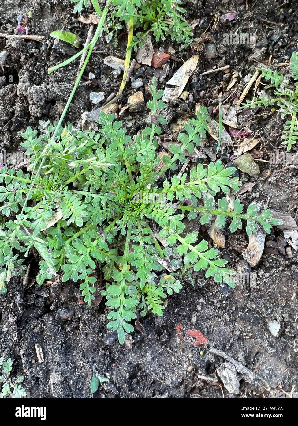 Lesser swine-cress (Lepidium didymum Stock Photo - Alamy