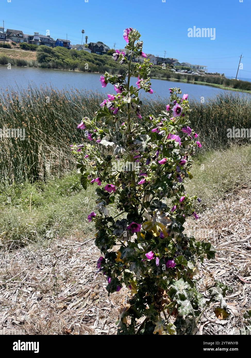 Tree Mallow (Malva arborea Stock Photo - Alamy