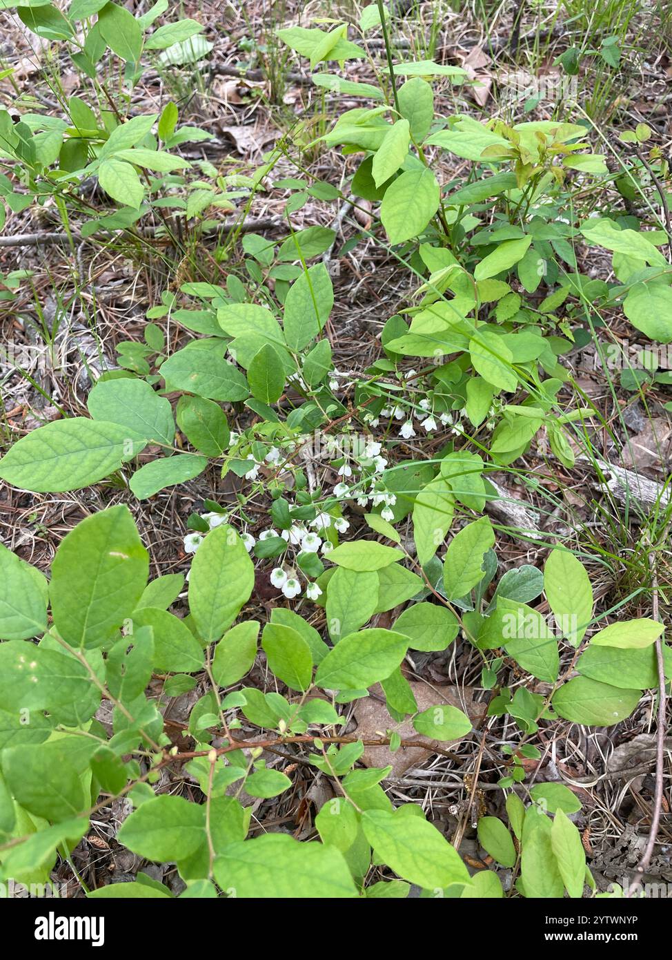 Deerberry hi-res stock photography and images - Alamy