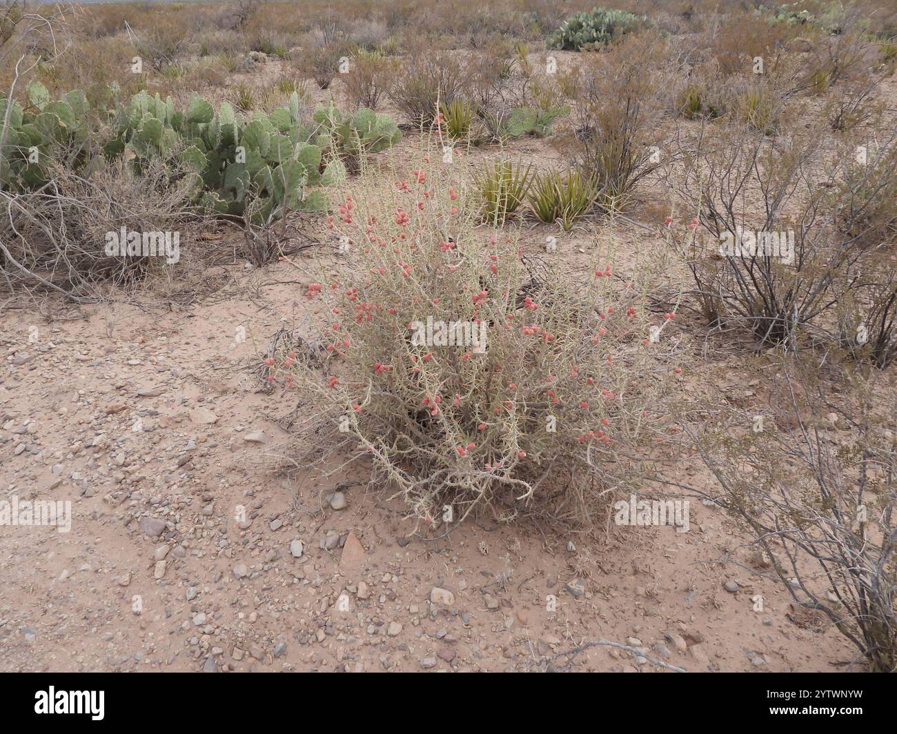 Christmas cholla (Cylindropuntia leptocaulis Stock Photo - Alamy