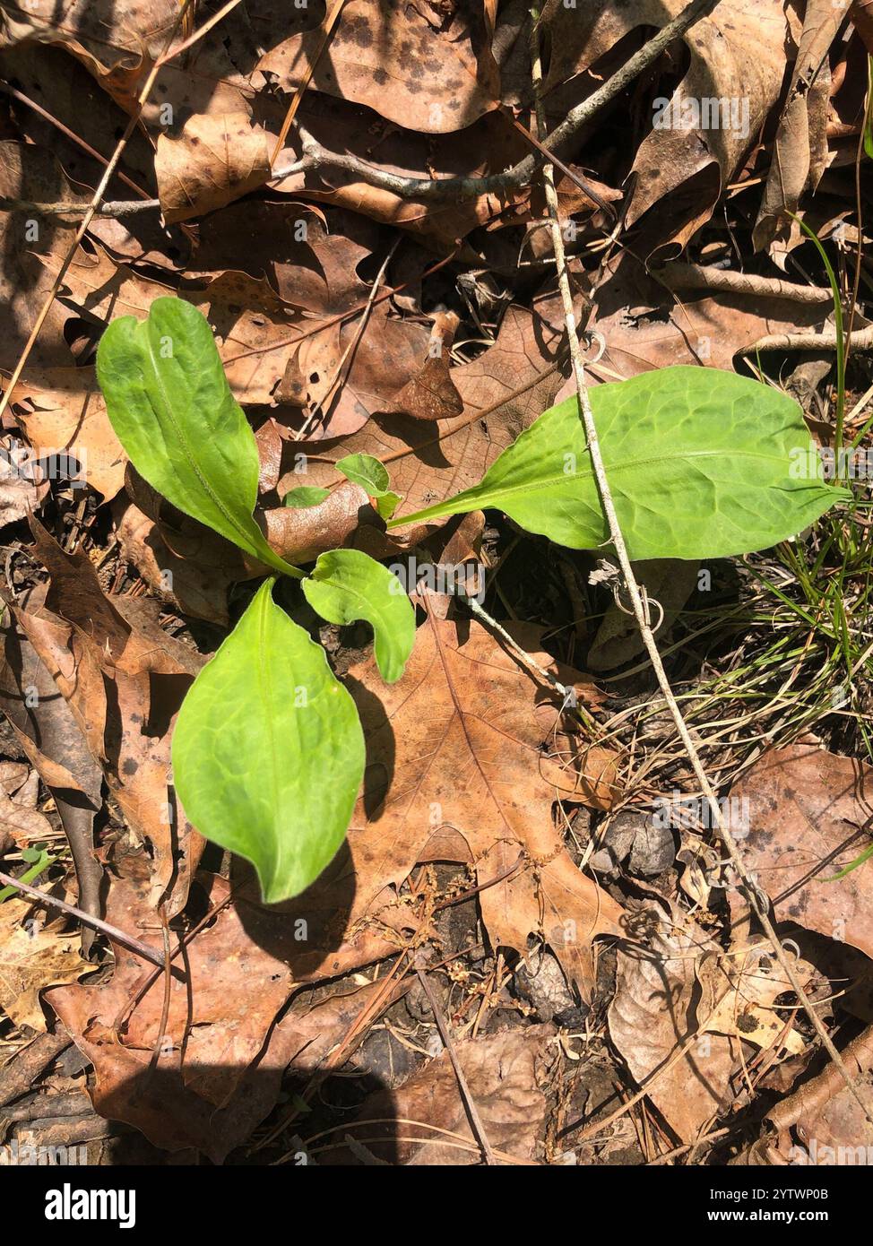 Appalachian blazing star (Liatris squarrulosa Stock Photo - Alamy