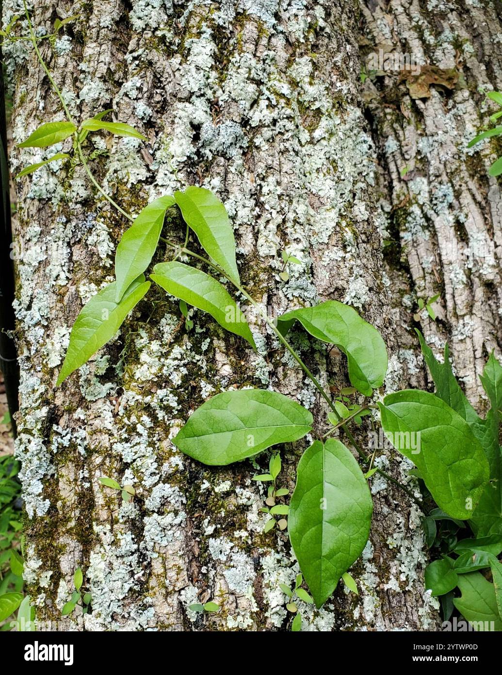 cross vine (Bignonia capreolata Stock Photo - Alamy