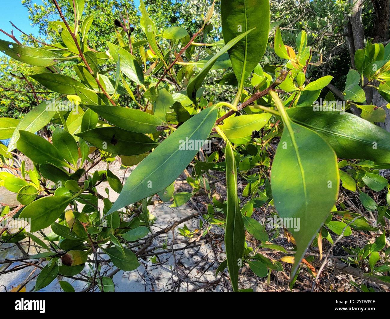 Green Buttonwood (Conocarpus erectus Stock Photo - Alamy