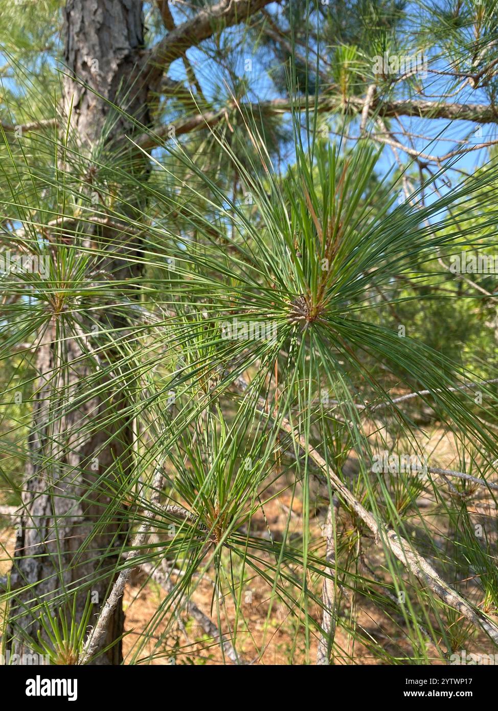 loblolly pine (Pinus taeda Stock Photo - Alamy