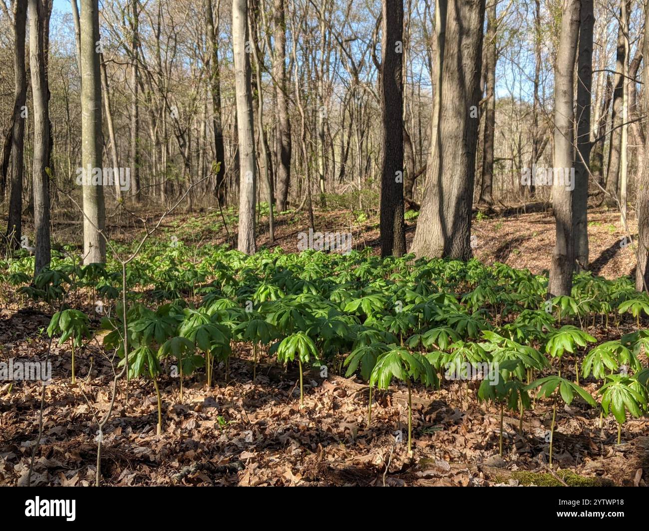 mayapple (Podophyllum peltatum Stock Photo - Alamy