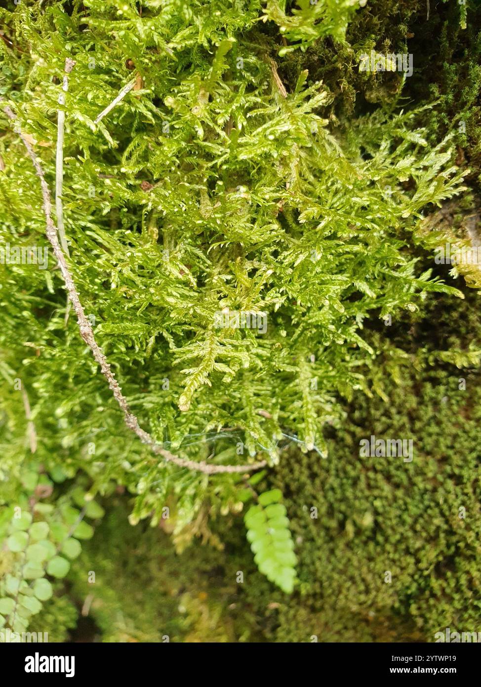 Neckera complanata hi-res stock photography and images - Alamy