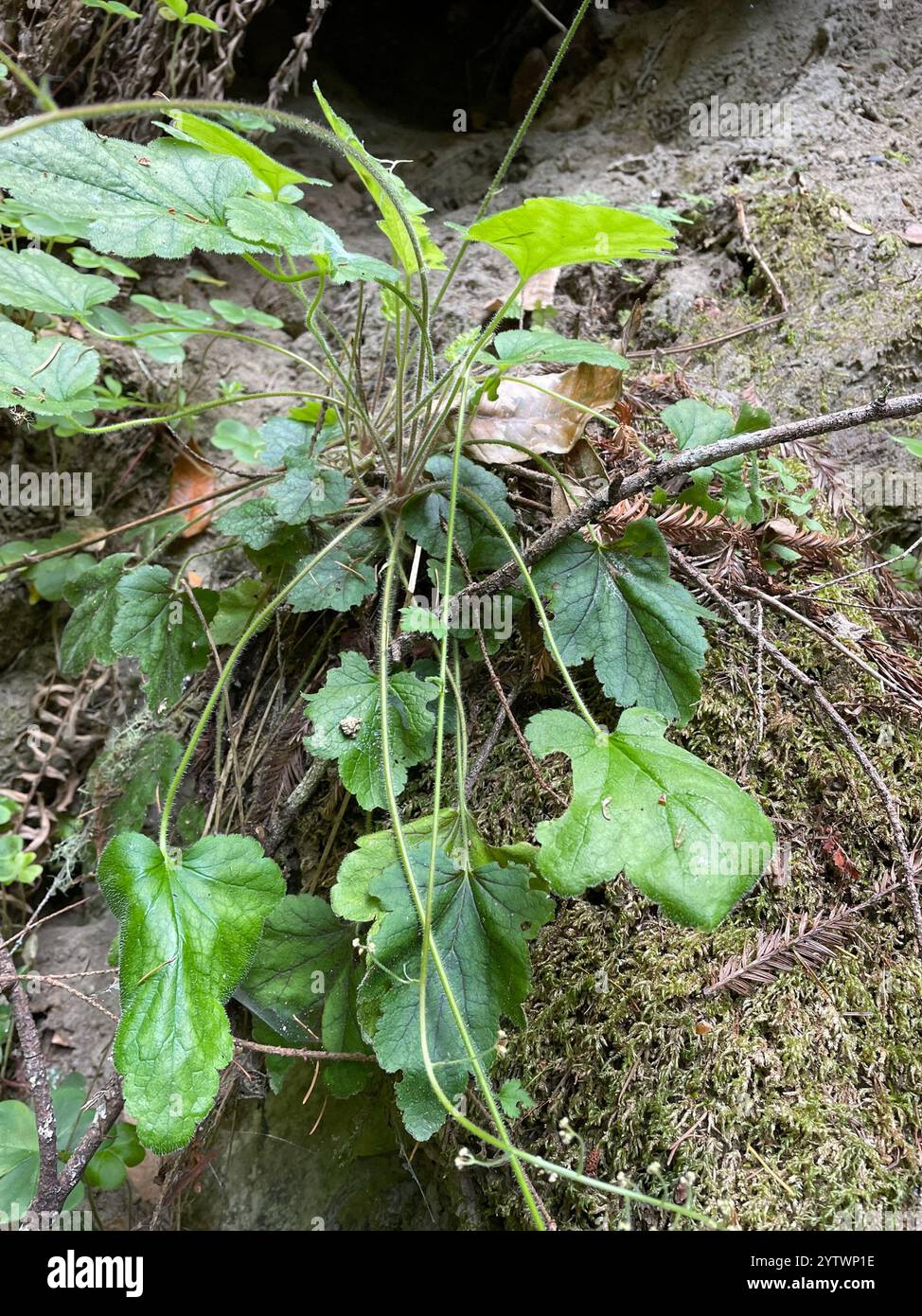 crevice alumroot (Heuchera micrantha Stock Photo - Alamy