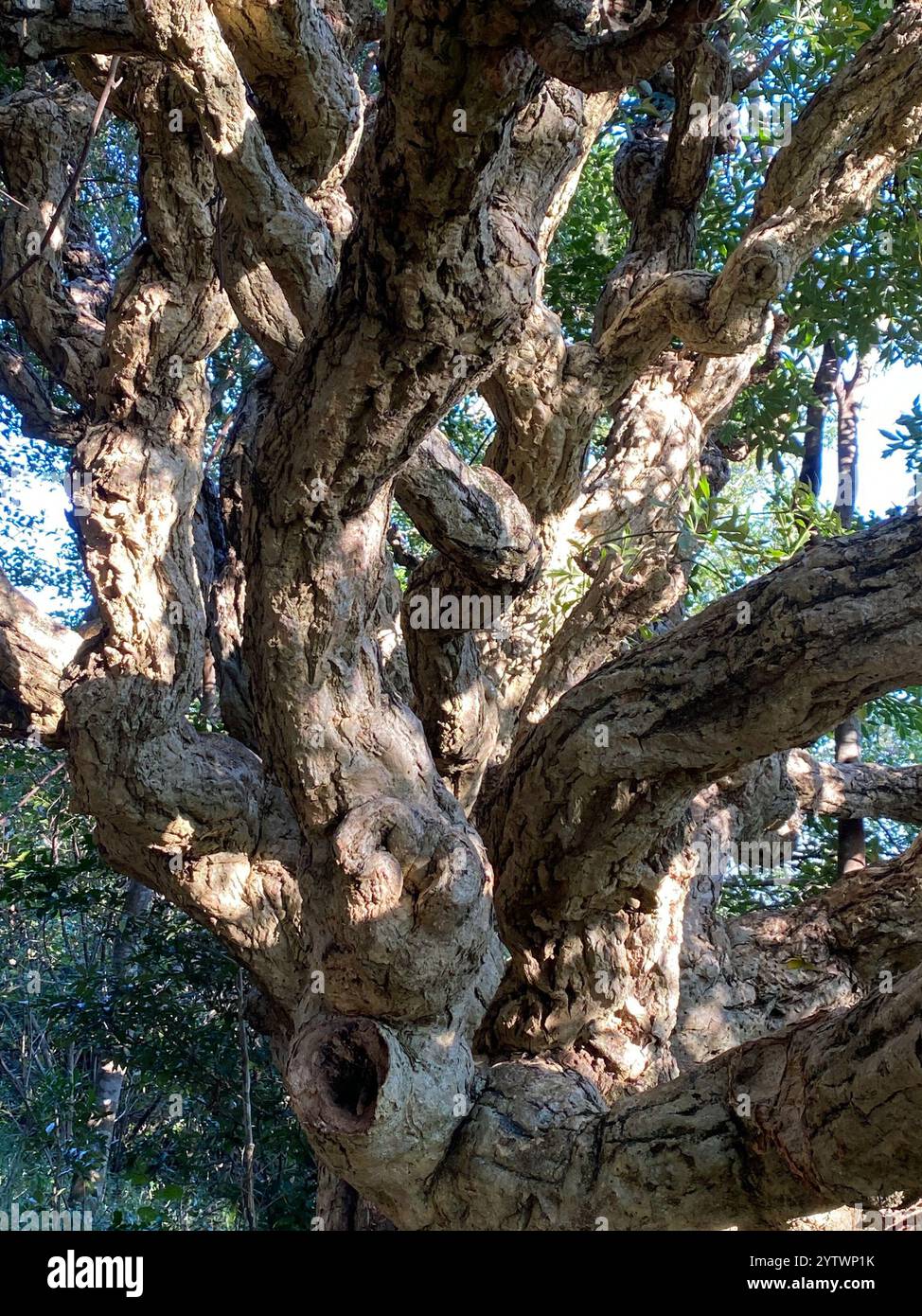 Cabbage tree (Cussonia spicata Stock Photo - Alamy