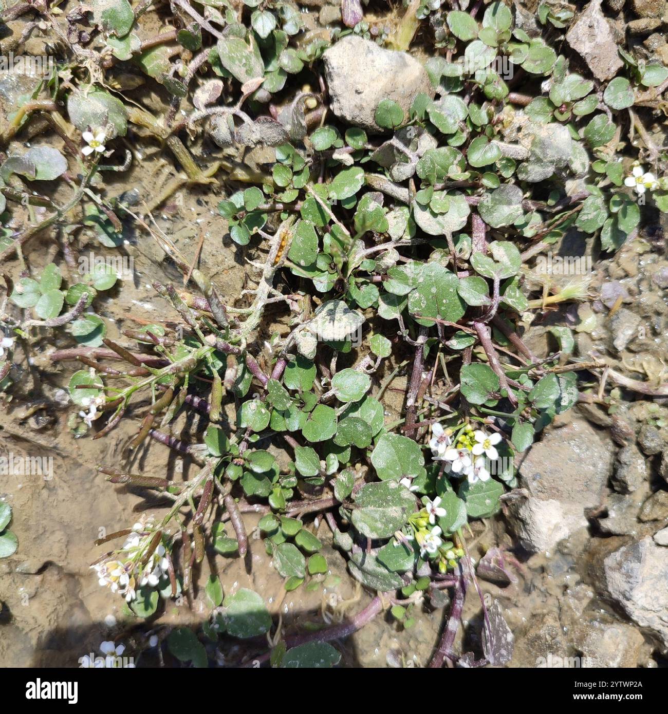watercress (Nasturtium officinale Stock Photo - Alamy