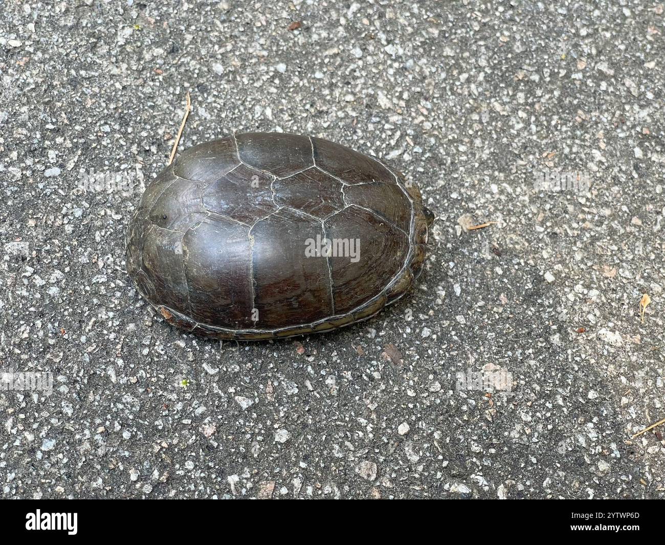 Eastern Mud Turtle (Kinosternon subrubrum Stock Photo - Alamy
