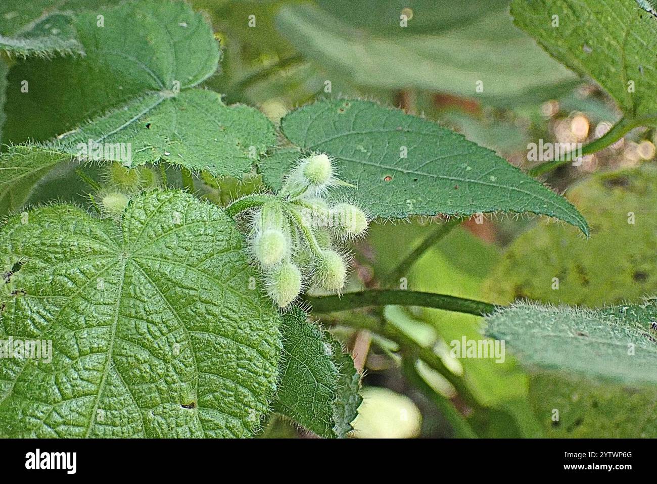African hemp sparrmannia africana hi-res stock photography and images ...