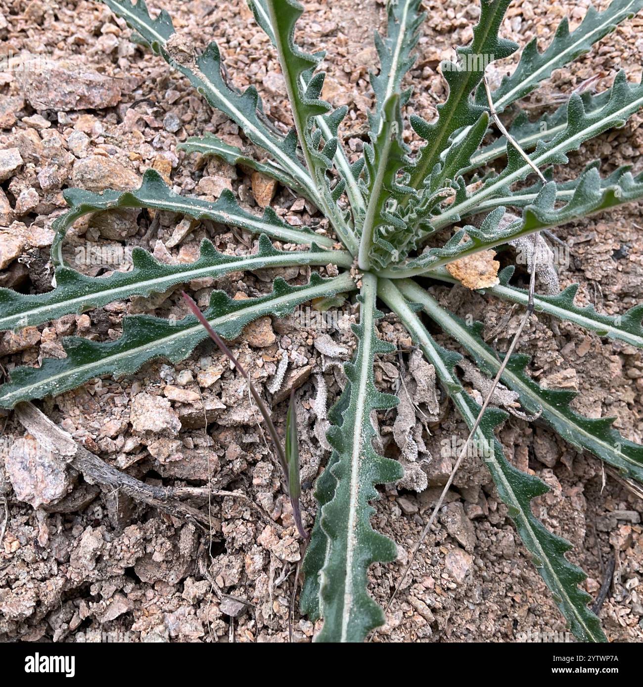 Giant Blazingstar (Mentzelia laevicaulis Stock Photo - Alamy