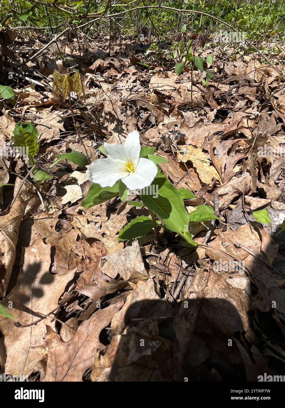 large white trillium (Trillium grandiflorum Stock Photo - Alamy