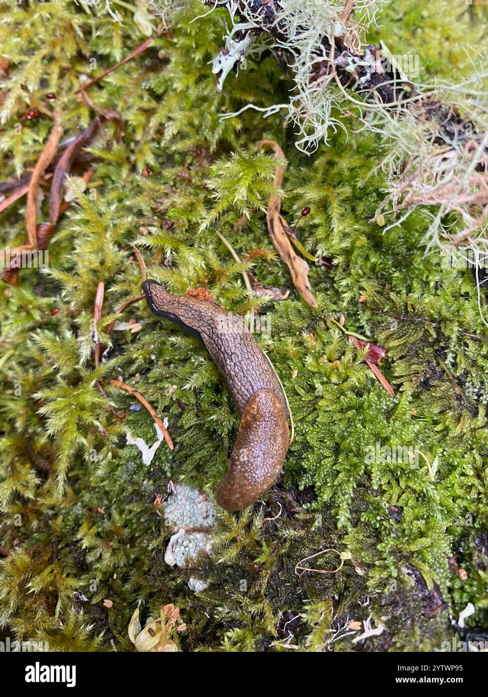 Taildropper Slugs (Prophysaon Stock Photo - Alamy