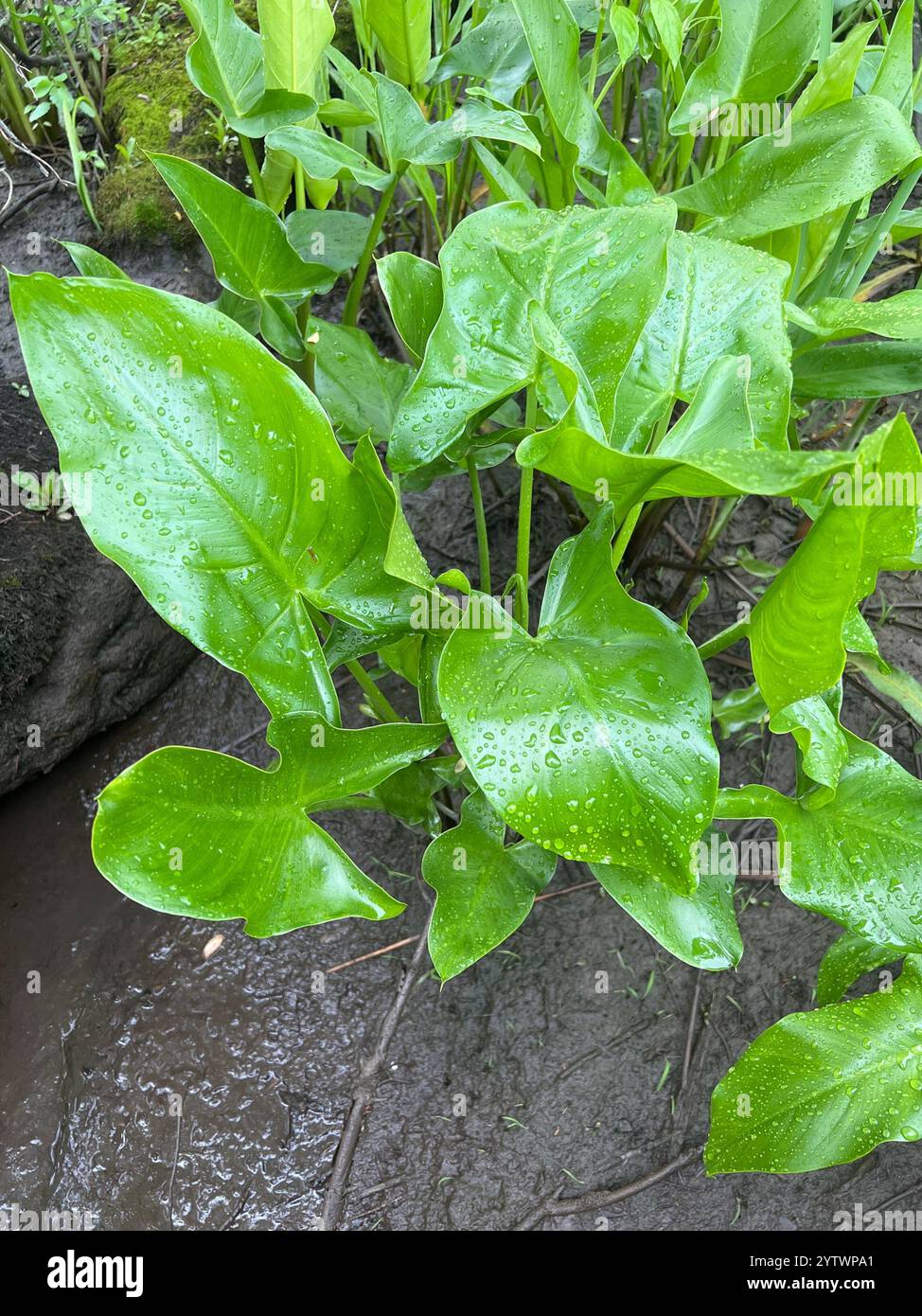 Green Arrow Arum (Peltandra virginica Stock Photo - Alamy
