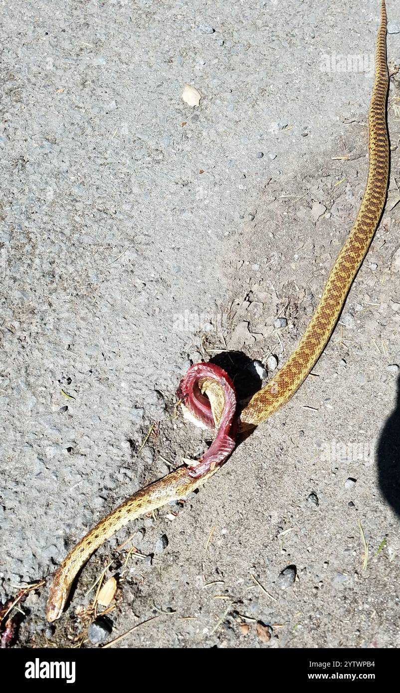 Pacific Gopher Snake (Pituophis catenifer catenifer Stock Photo - Alamy