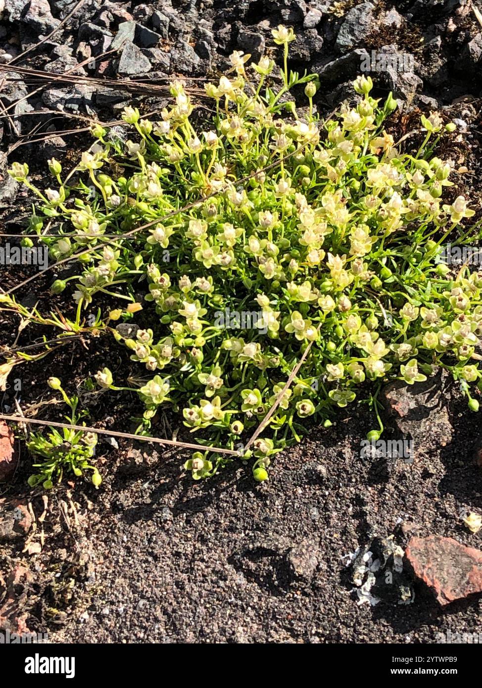 Procumbent Pearlwort (Sagina procumbens Stock Photo - Alamy