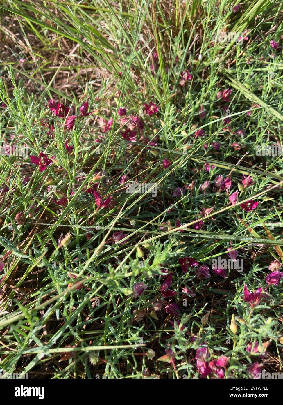 Krameria lanceolata hi-res stock photography and images - Alamy