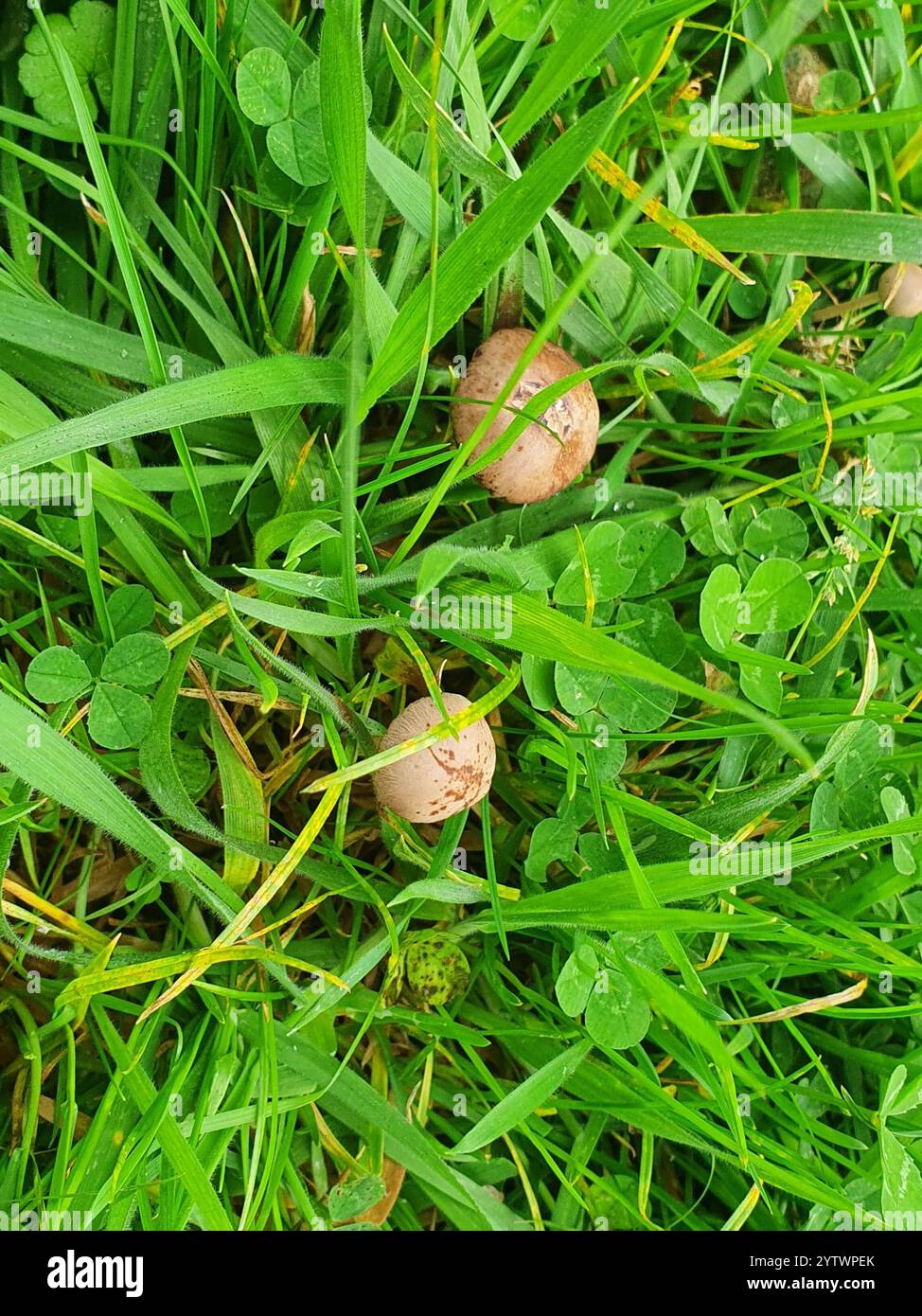 Mower's Mushroom (Panaeolus foenisecii Stock Photo - Alamy