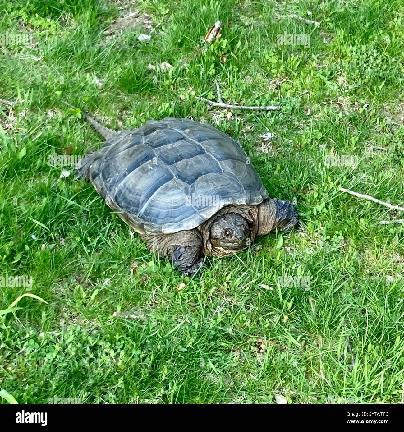 Common Snapping Turtle (Chelydra serpentina Stock Photo - Alamy