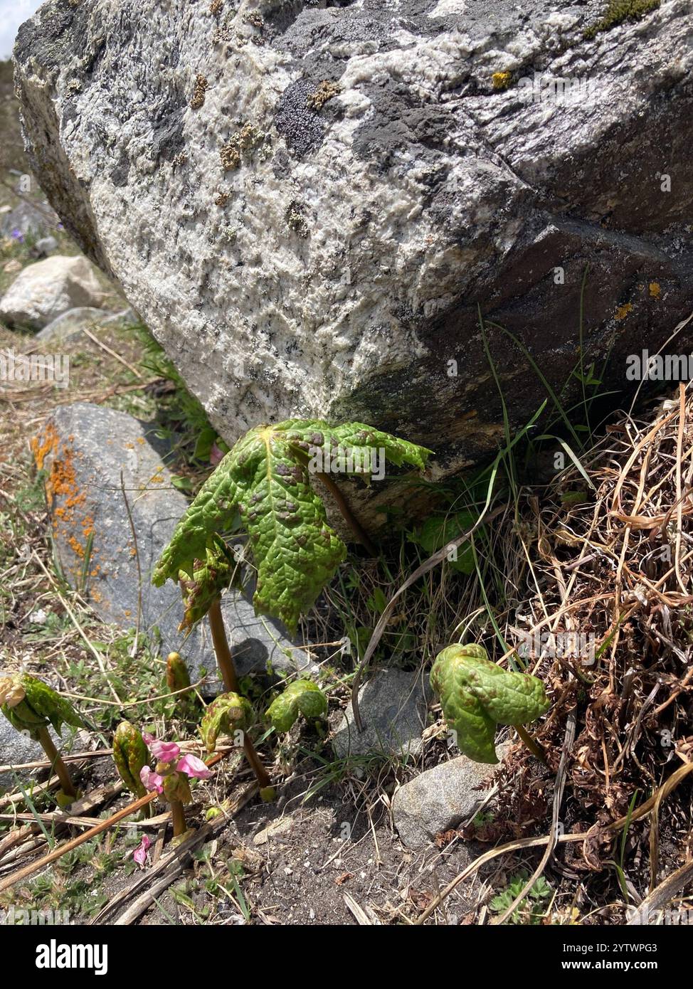 Himalayan Mayapple (Podophyllum hexandrum Stock Photo - Alamy