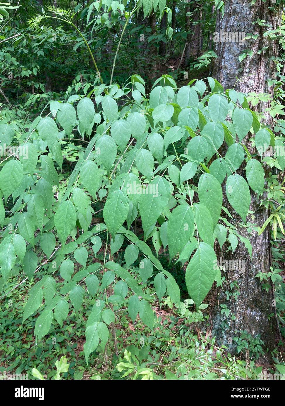 devil's walkingstick (Aralia spinosa Stock Photo - Alamy