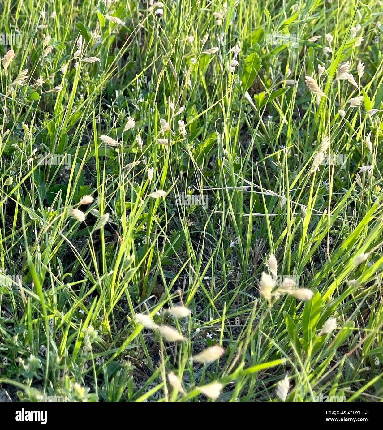 buffalograss (Bouteloua dactyloides Stock Photo - Alamy