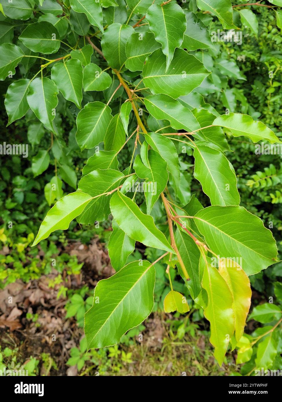 Callery pear (Pyrus calleryana Stock Photo - Alamy