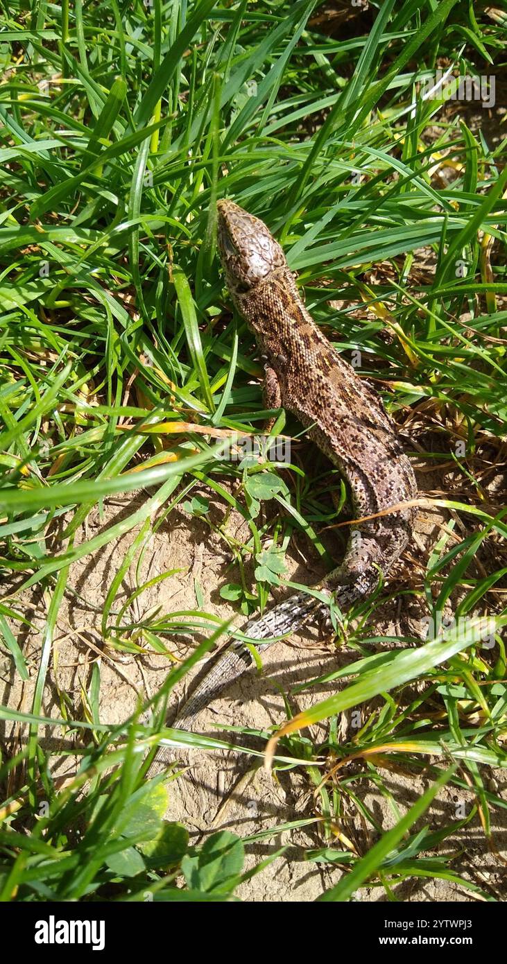 Sand Lizard (Lacerta agilis Stock Photo - Alamy