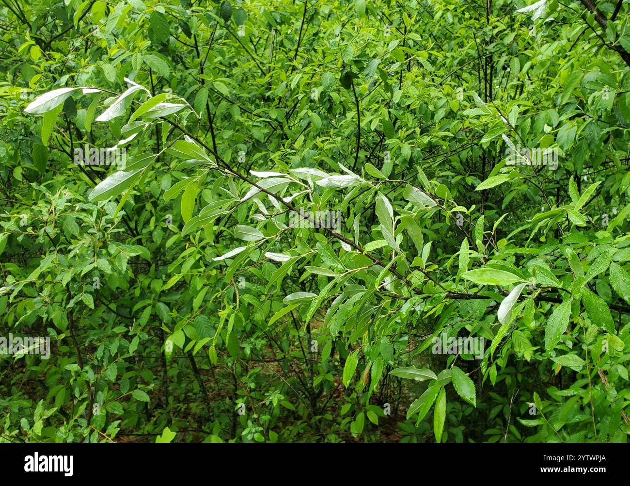autumn olive (Elaeagnus umbellata Stock Photo - Alamy