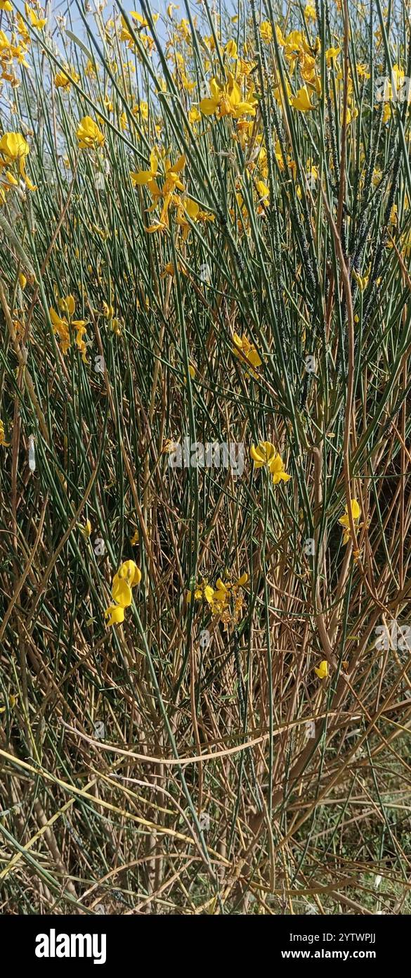 Spanish Broom (Spartium junceum Stock Photo - Alamy