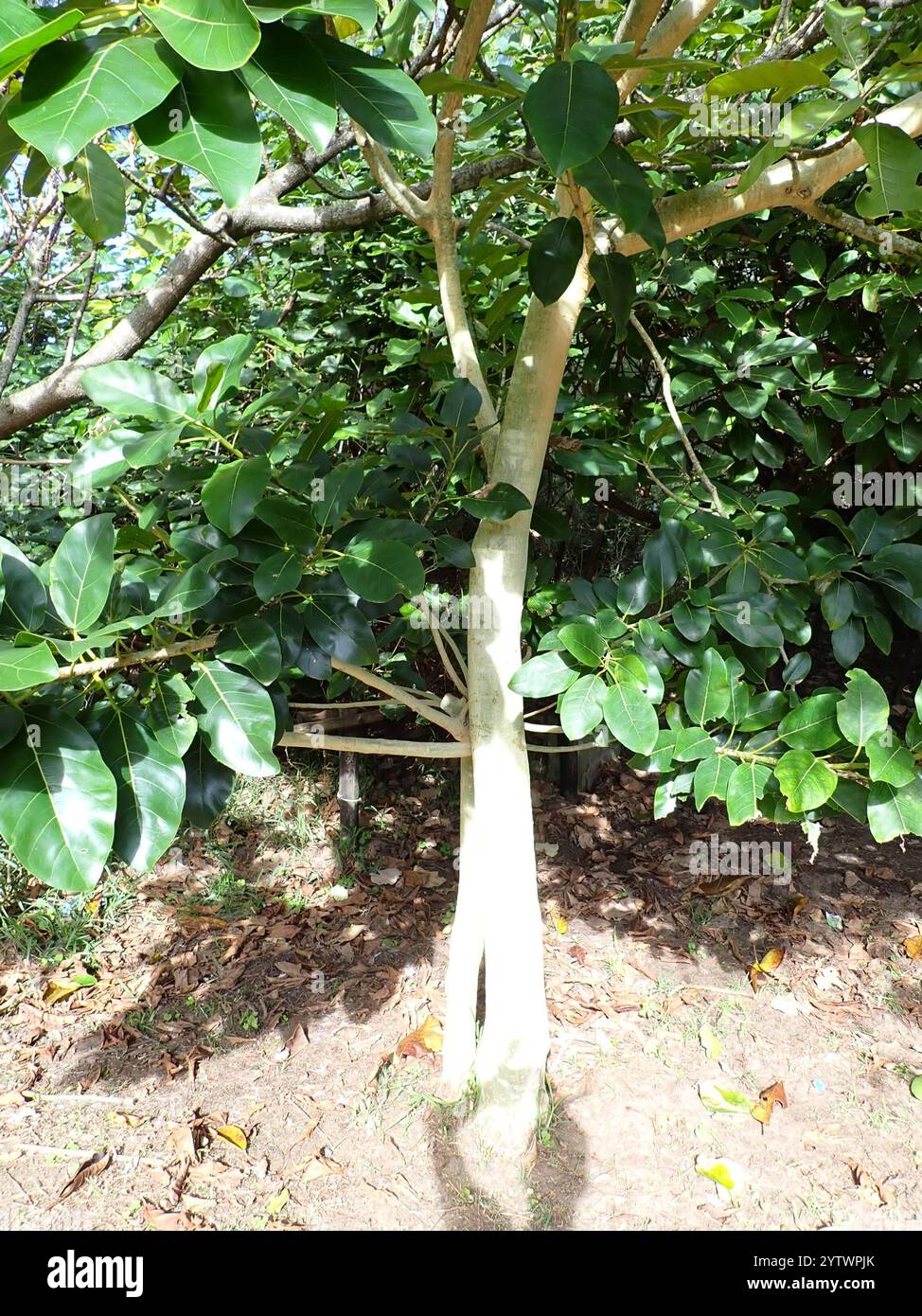 Bubu (Ficus bubu Stock Photo - Alamy