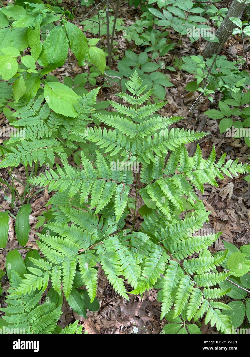 eagle fern (Pteridium aquilinum latiusculum Stock Photo - Alamy