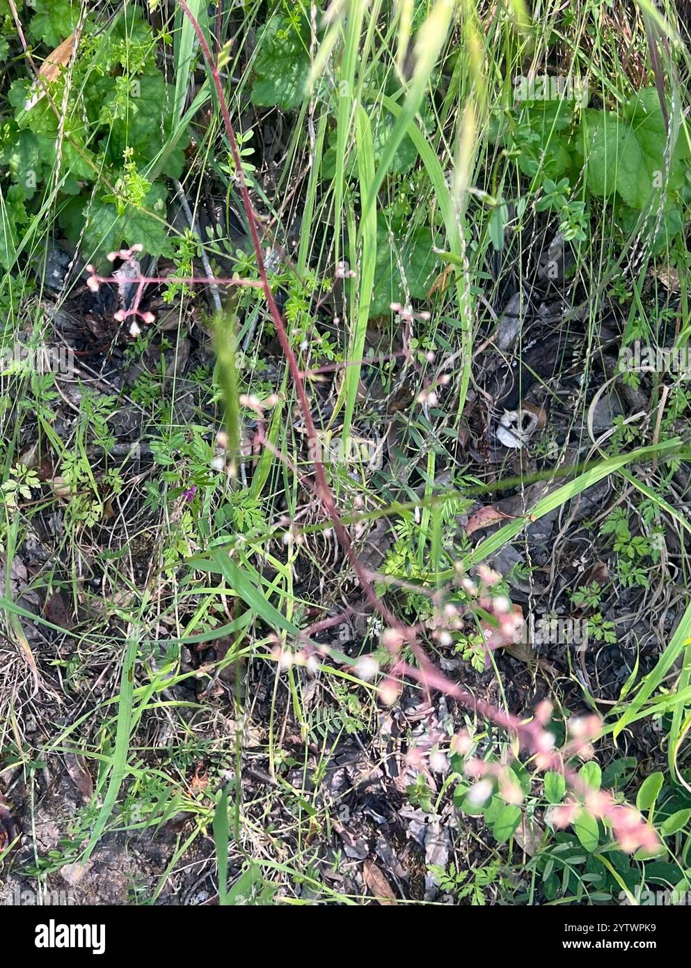 crevice alumroot (Heuchera micrantha Stock Photo - Alamy