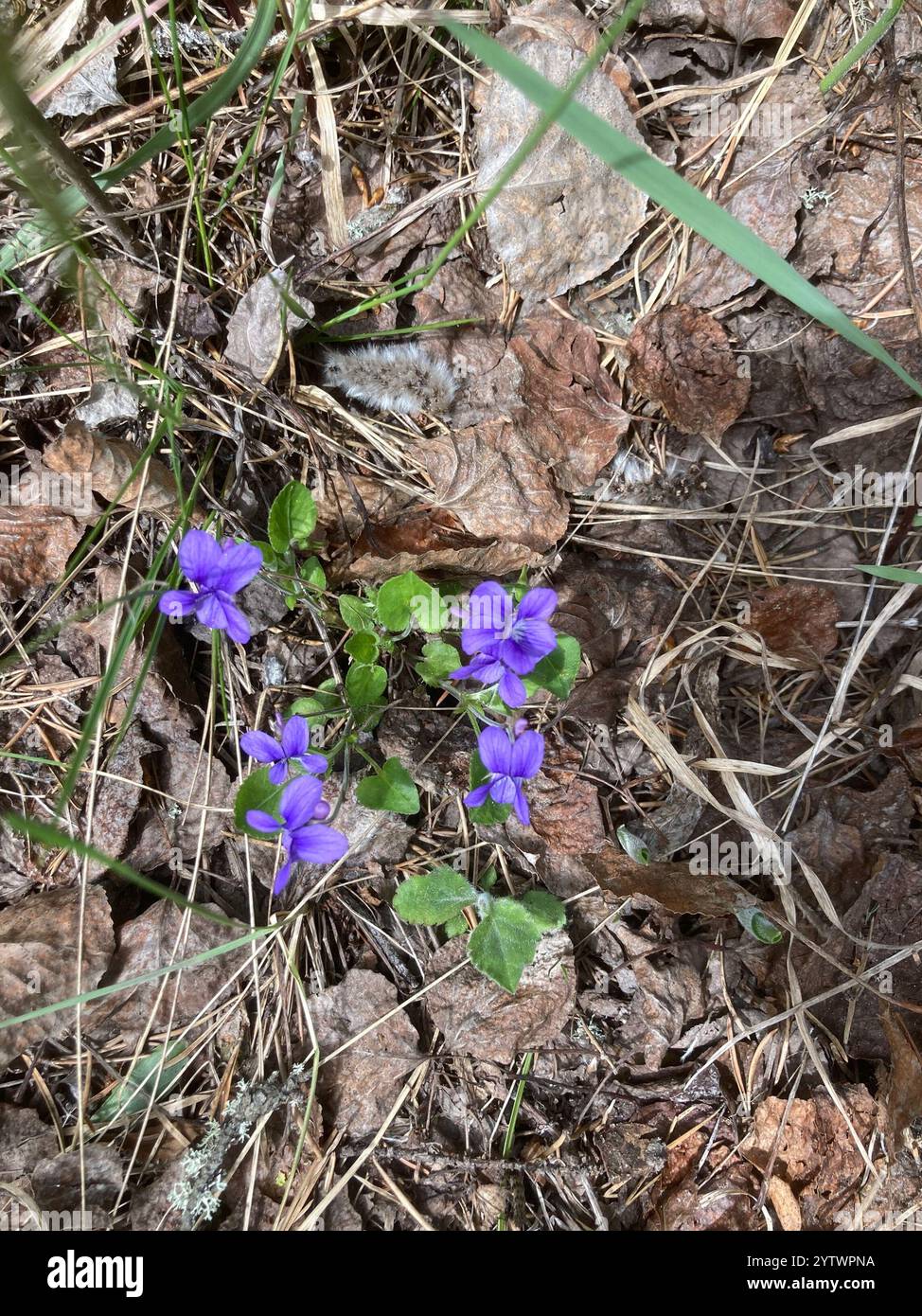 hookedspur violet (Viola adunca Stock Photo - Alamy