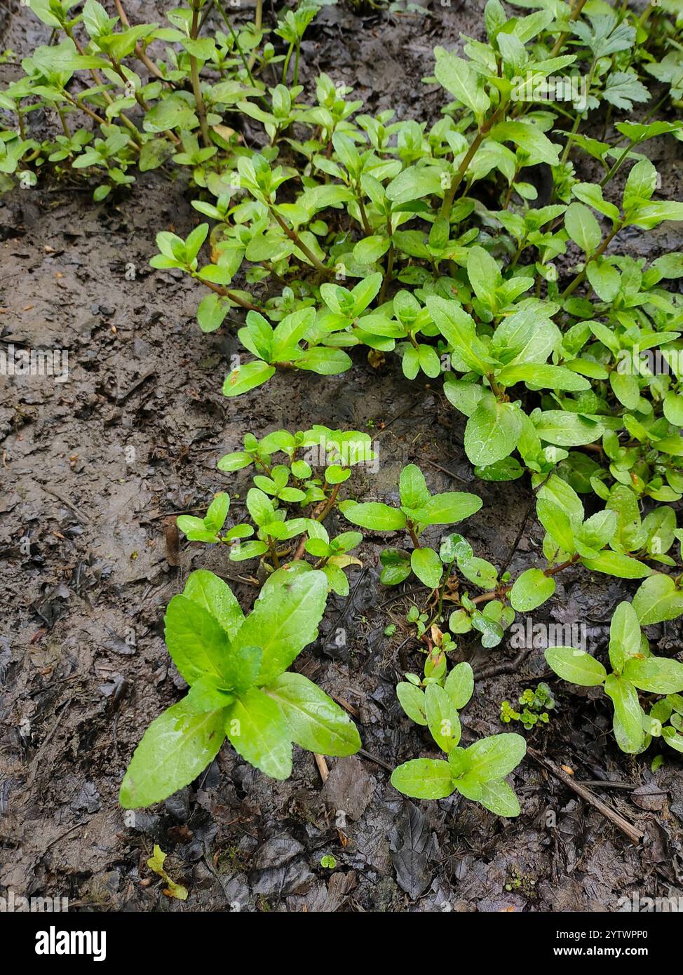 Brooklime (Veronica beccabunga Stock Photo - Alamy