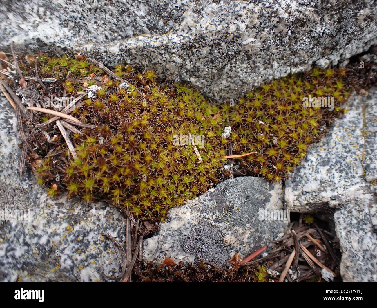 Star Moss (Syntrichia ruralis Stock Photo - Alamy