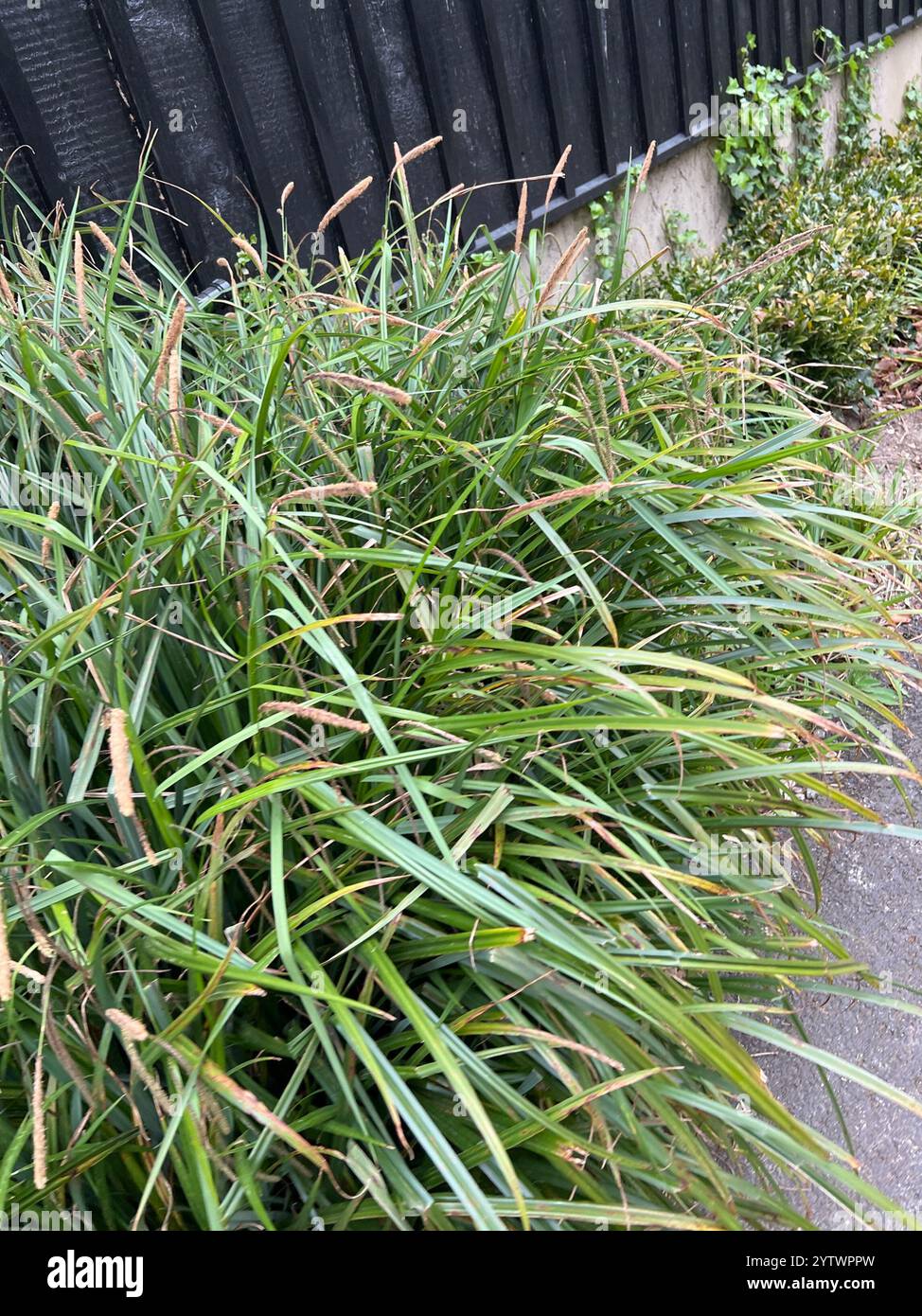 Hanging sedge (Carex pendula Stock Photo - Alamy