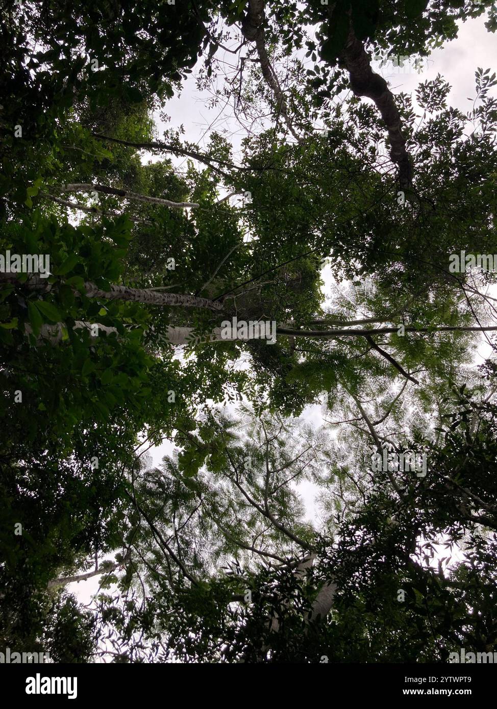 Tambataru (Zanthoxylum rhoifolium Stock Photo - Alamy