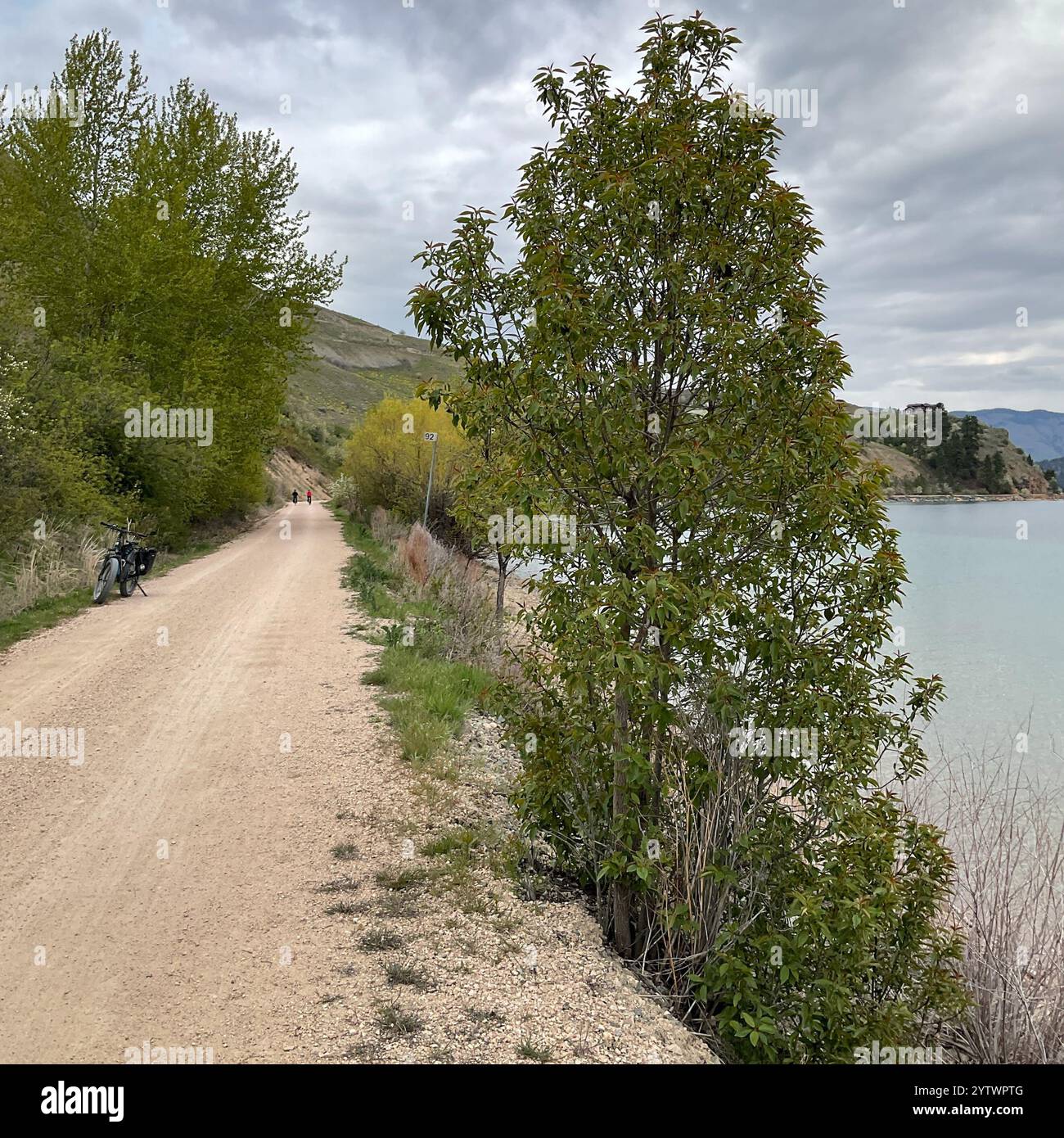 chokecherry (Prunus virginiana Stock Photo - Alamy