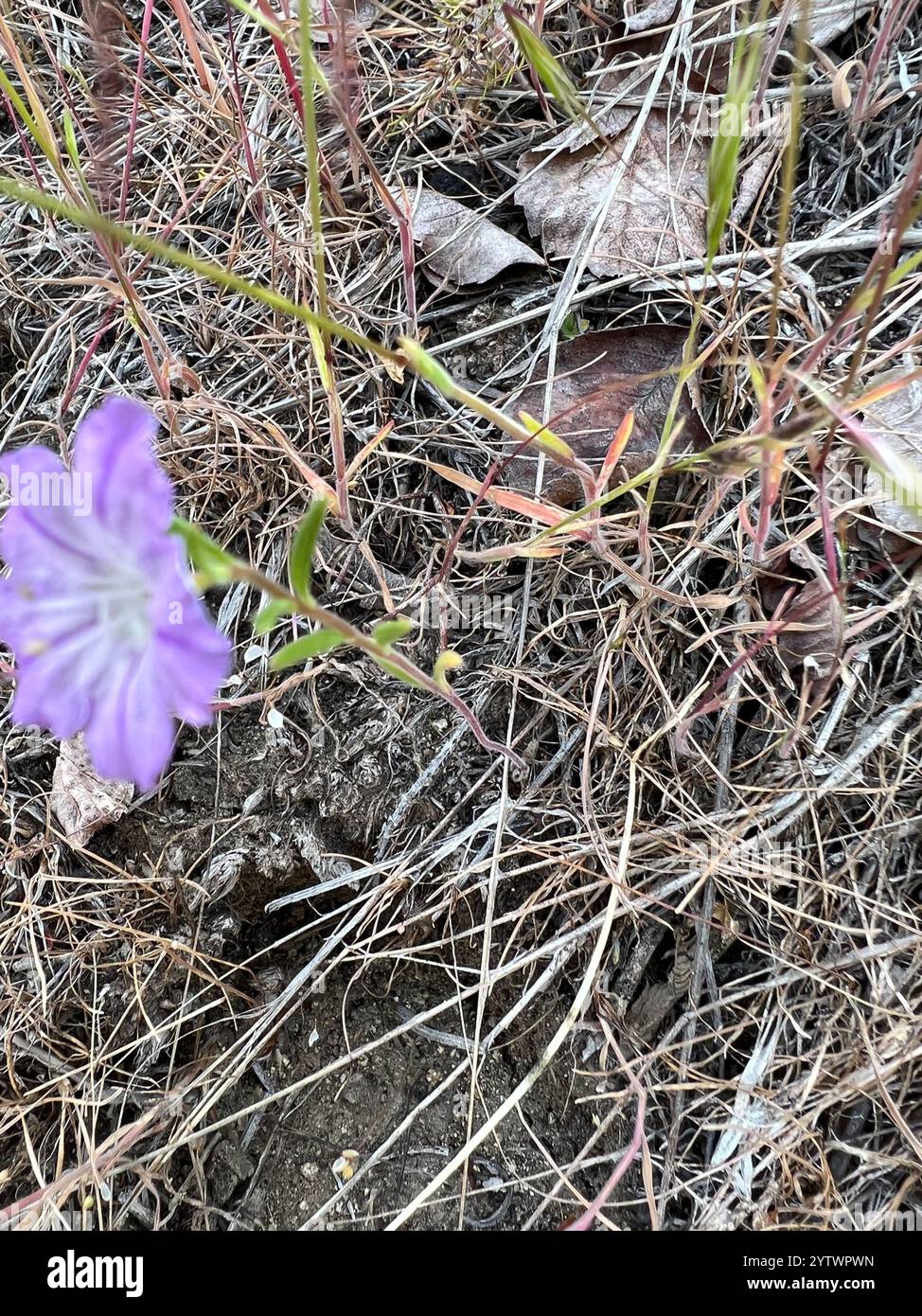 Linearleaf Phacelia (Phacelia linearis Stock Photo - Alamy