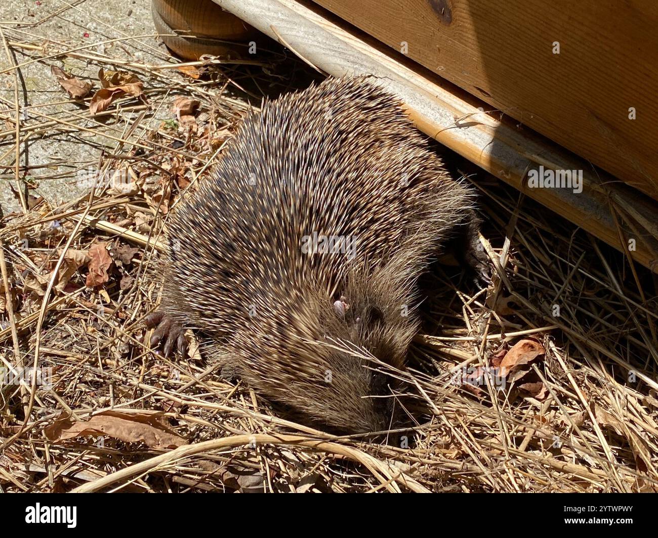 Common Hedgehog (Erinaceus europaeus Stock Photo - Alamy